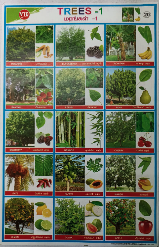 PROJECT CHART TREES (STICKER TYPE) | Rank Holder | Stationery World